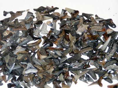 Hoe je authentieke haaientanden kopen – E2A